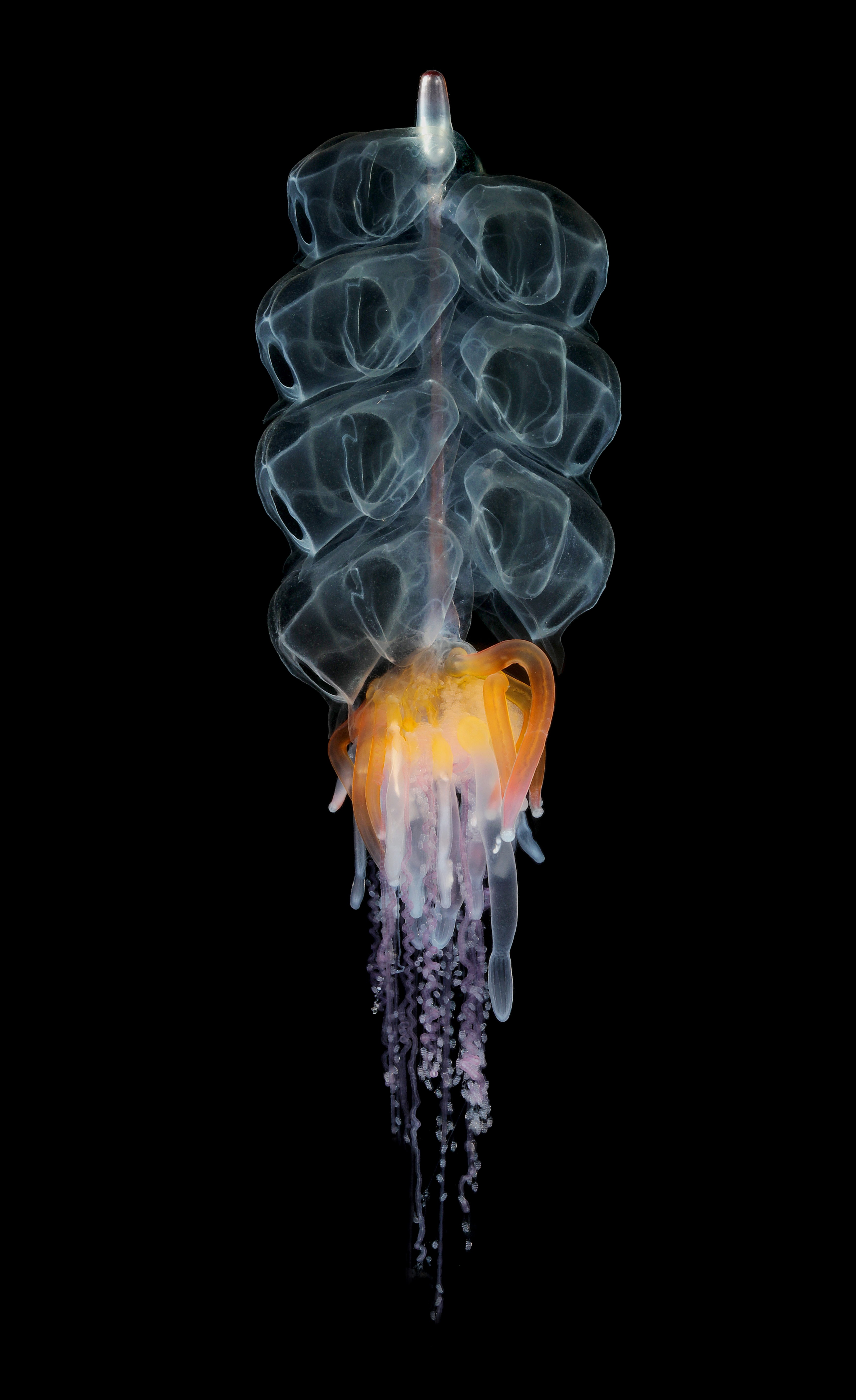 Jellyfish in Norway – mostly harmless or murderous monsters ...