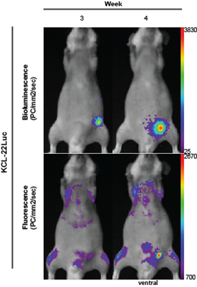 Translational molecular imaging in cancer | University of Bergen