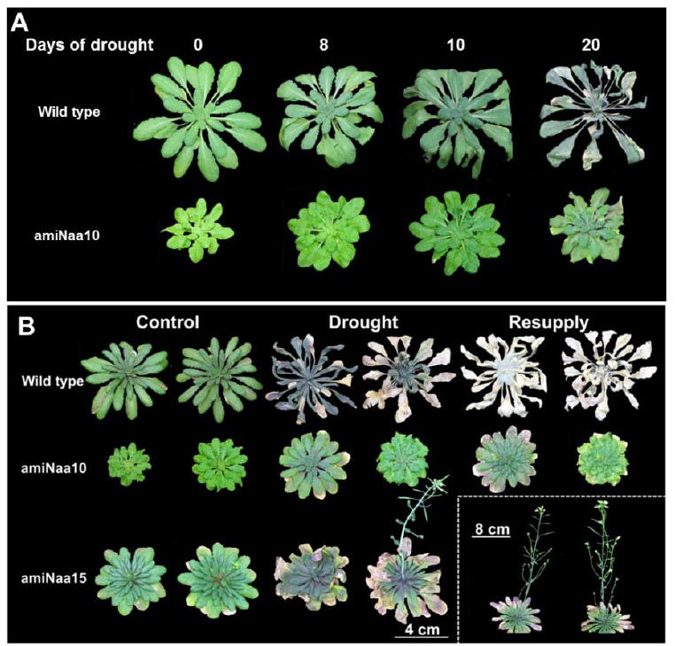 New hope for creating drought-resistant plants | ProtMetD: Protein ...