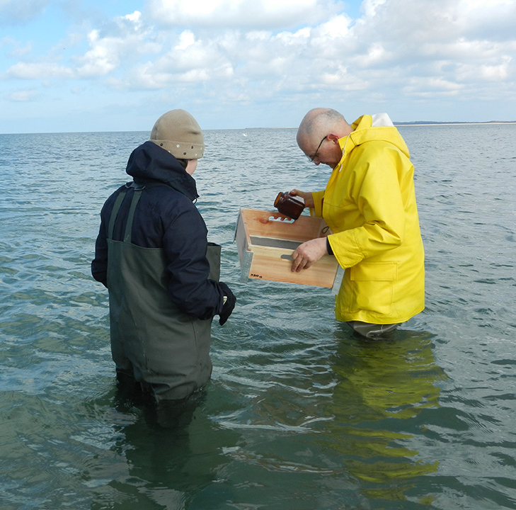 Alien species | Mollusca Research | UiB