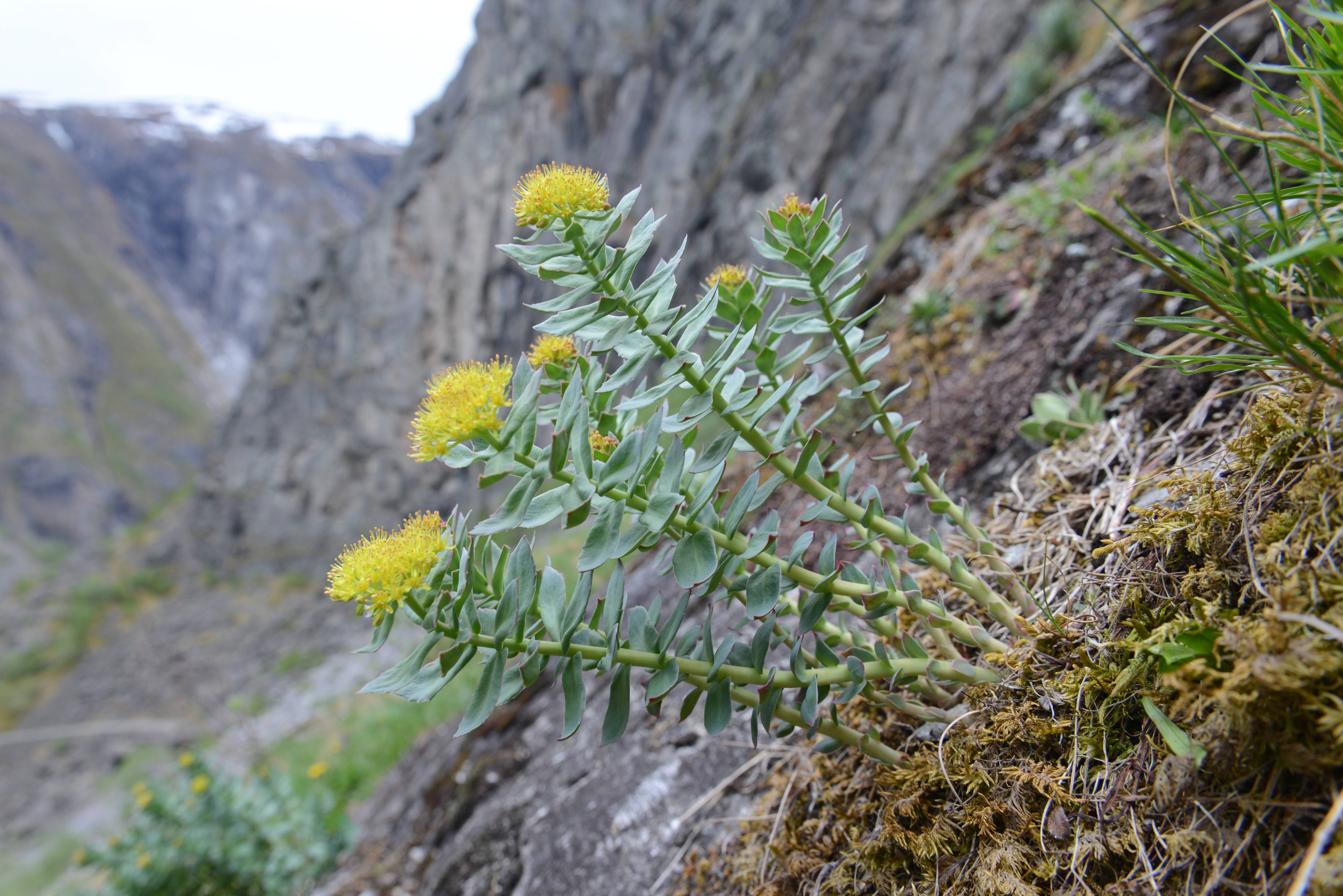 Rhodiola