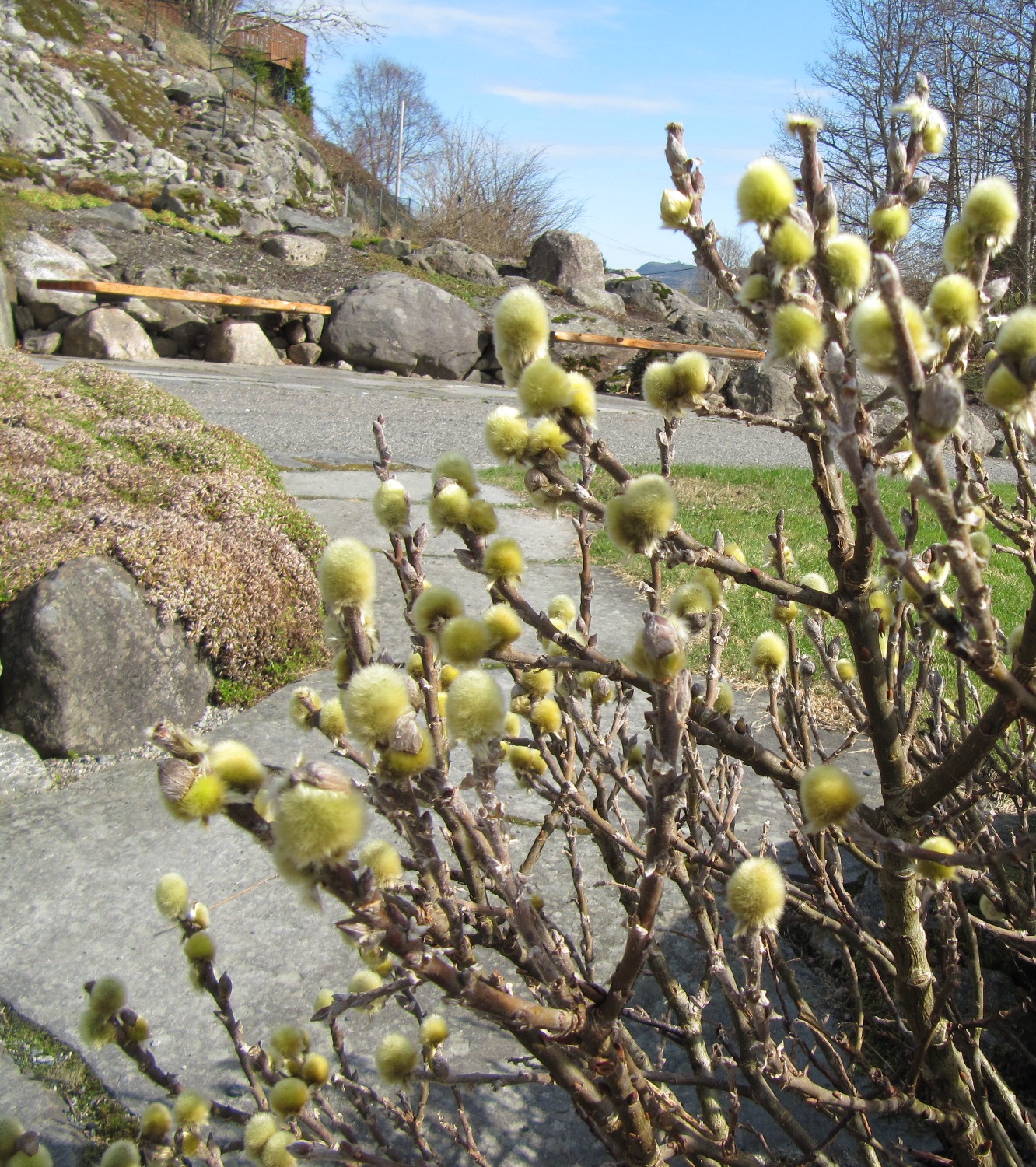 Påskeblomster for allergikere | Universitetshagene | UiB