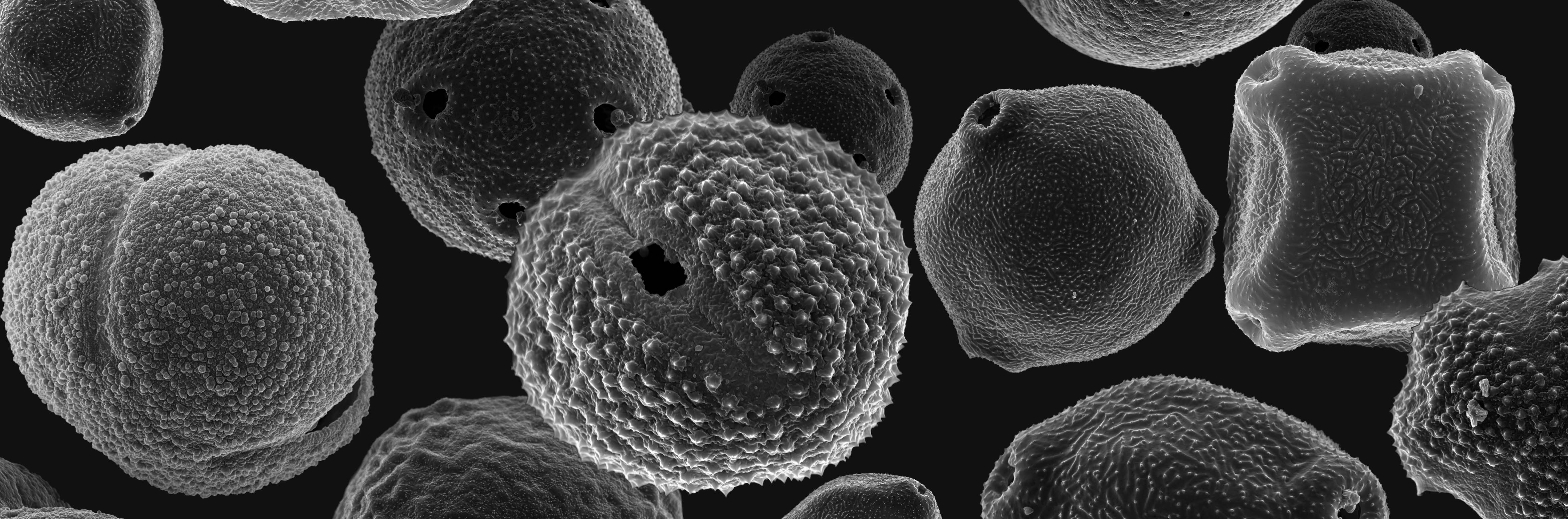 Palaeobotany | Department of Natural History | UiB