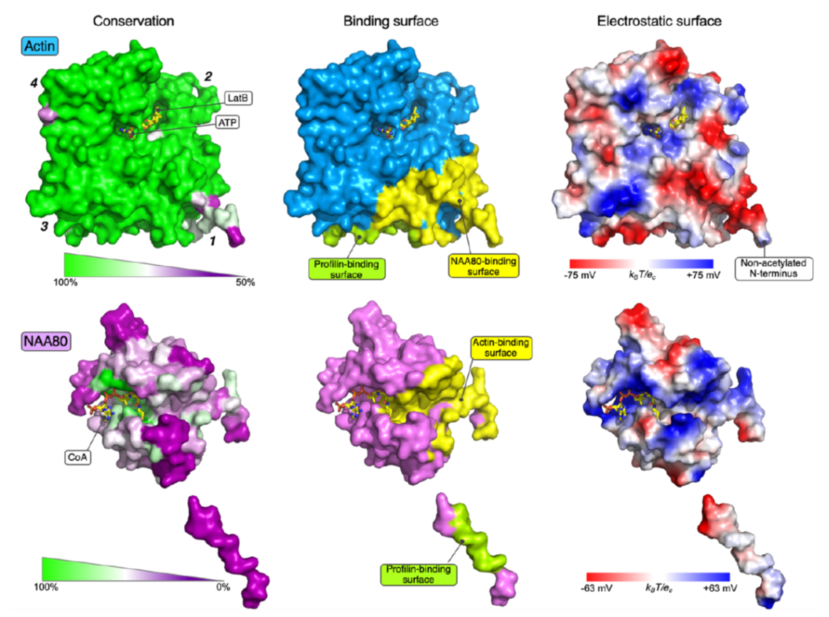 Mechanism of a cell motility regulator | Translational Protein Research ...