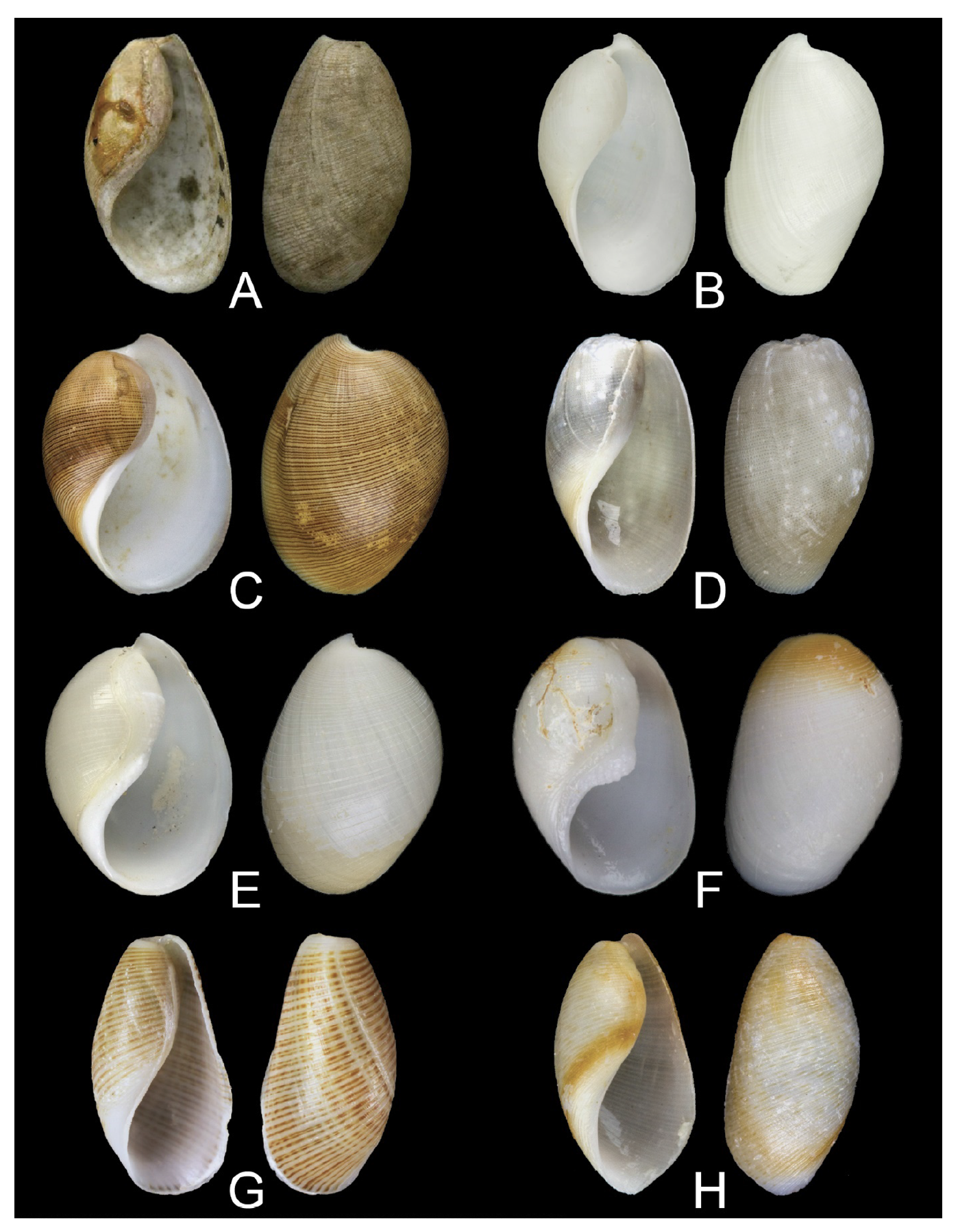 First global phylogeny of a deep-sea group of molluscs | Mollusca ...
