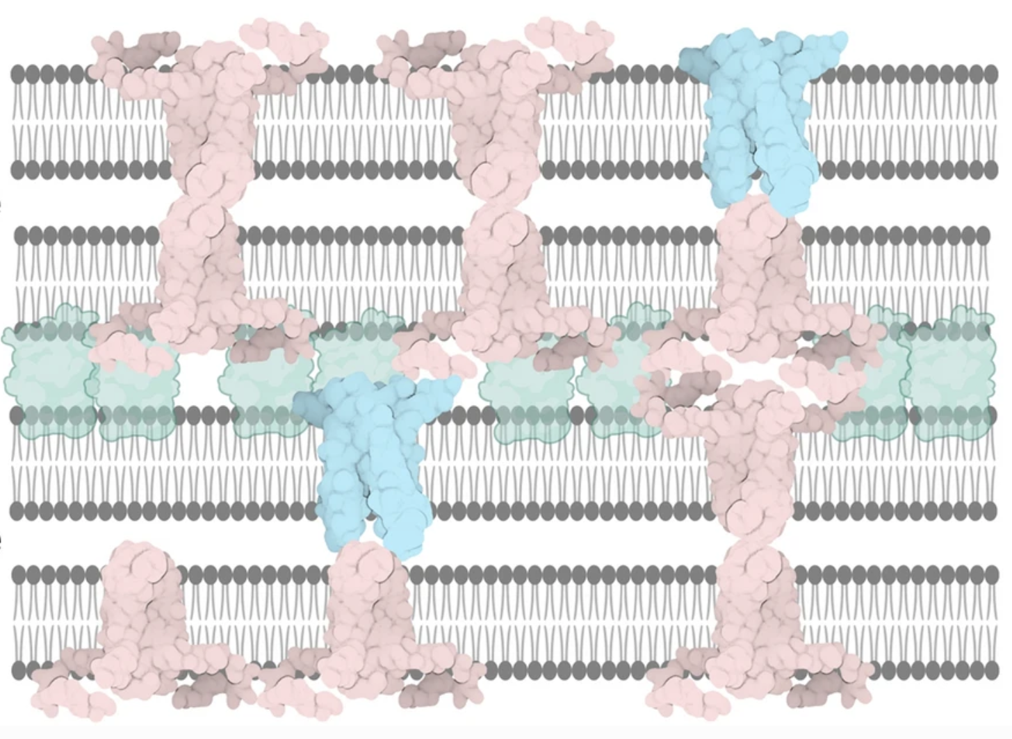Structural biology of human myelin membrane proteins | Petri Kursula ...