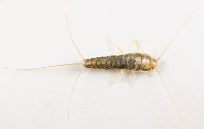 Have you dicovered Long-tailed silverfish at work? | The HSE-gateway | UiB