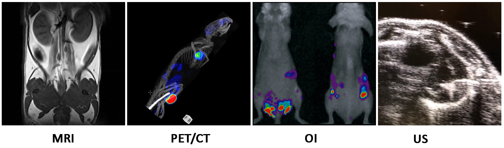 1st MIC Multimodal Imaging Course | Molecular Imaging Center (MIC) | UiB