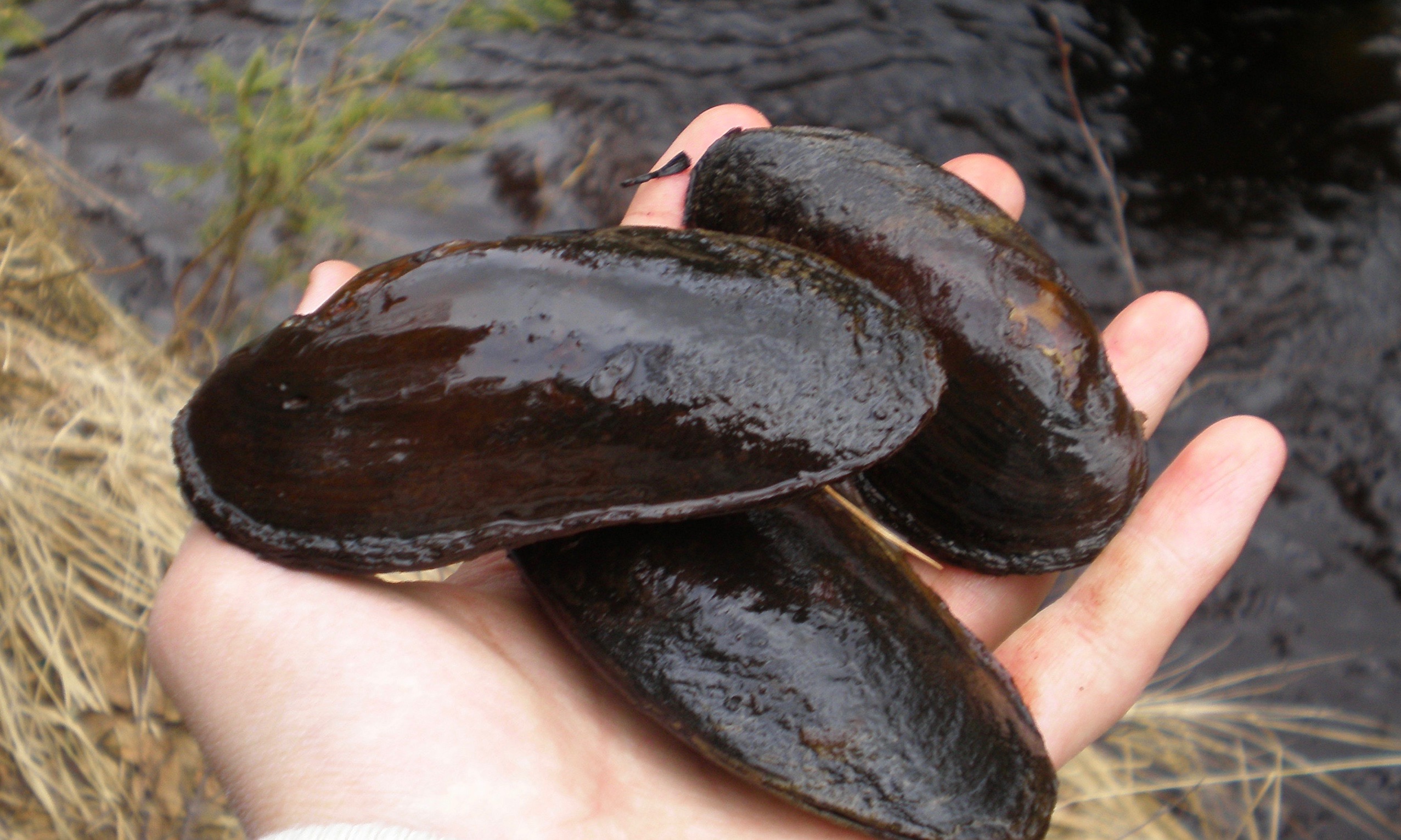 Unge muslinger spiser med foten | Hav | UiB