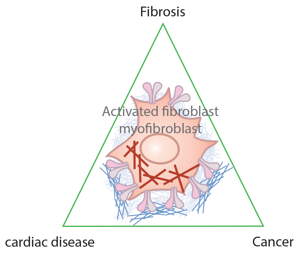 Toronto Fibrosis Conference, 2017 | Mechanism of tissue and tumor ...