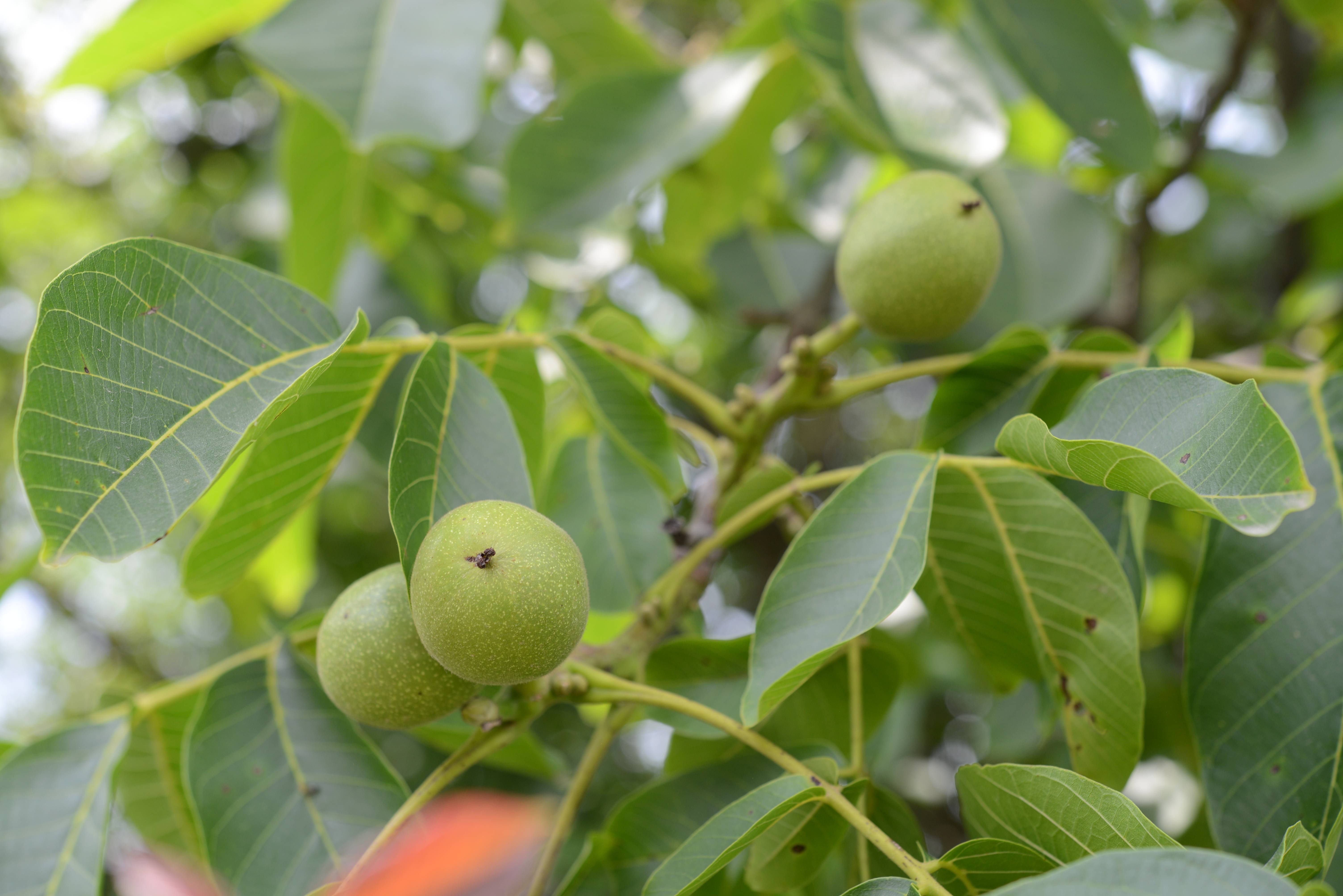 Juglans regia (the walnut) | The University Gardens | UiB