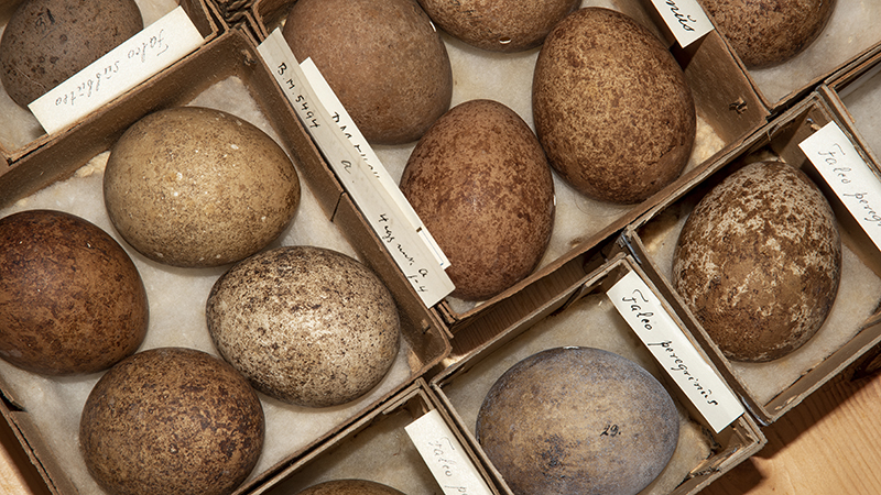 Bird eggs | Department of Natural History | UiB