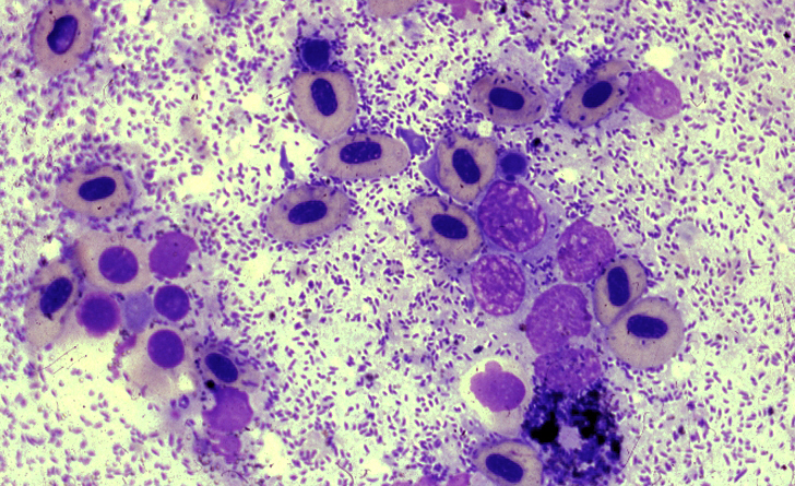 Bacteriology | Fish Disease Research Group - FDRG | UiB