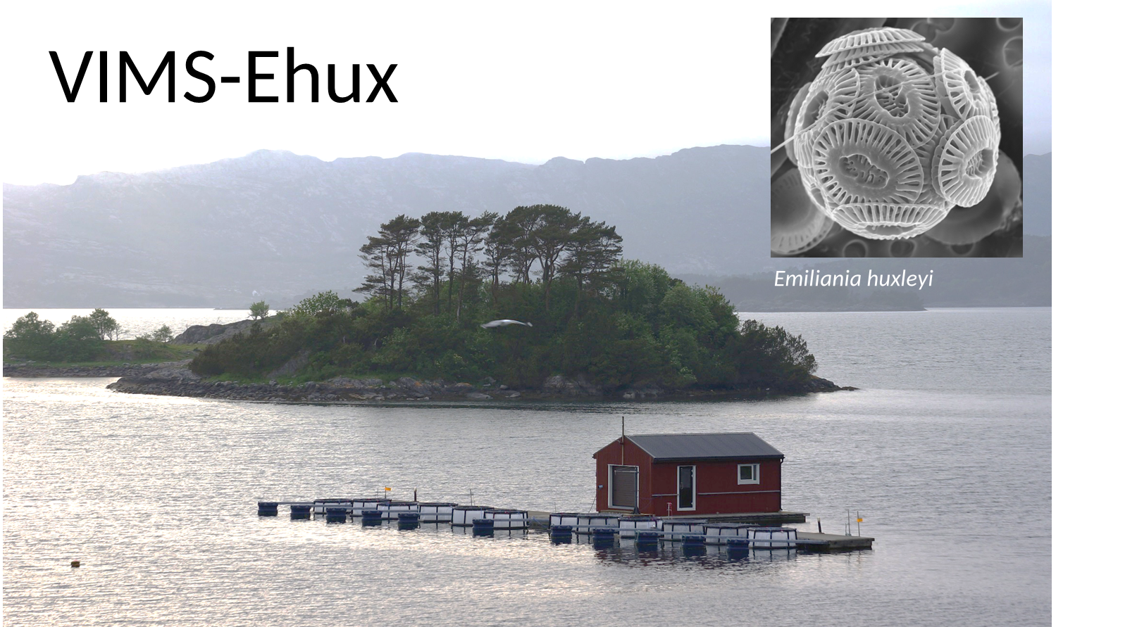 Unlocking Emiliania huxleyi secrets | Marine microbiology | UiB