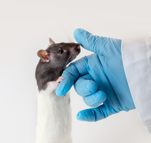 The Laboratory Animal Facility | University of Bergen