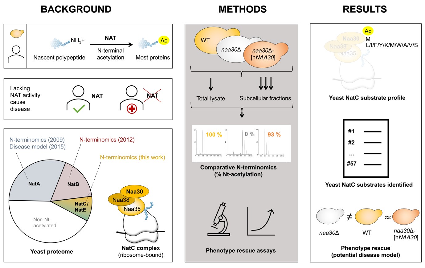 Gjær og proteomikk definerer protein N-terminal acetylering | Arnesen laboratoriet | UiB