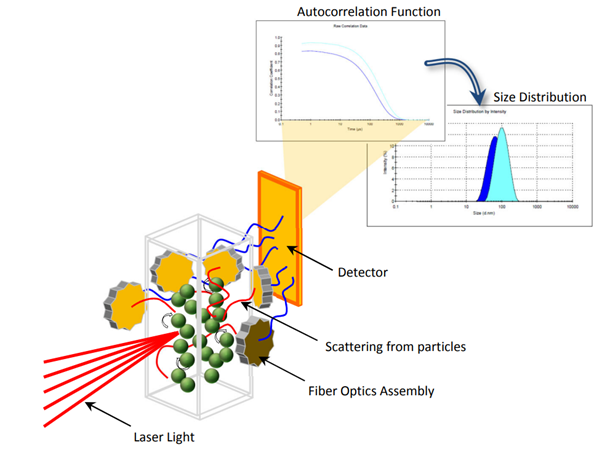 Biophysical Methods | Biophysics, Structural Biology and Screening ...