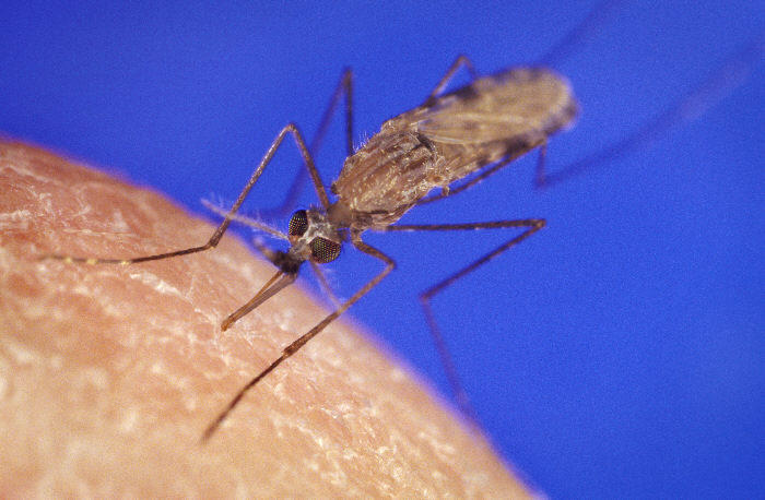 Bekjemper malaria med matematikk | Aktuelt | UiB