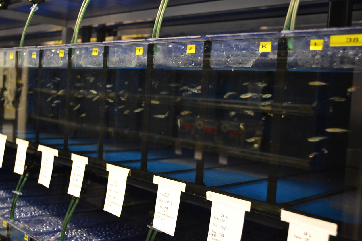 Housing system | The Zebrafish Facility | UiB