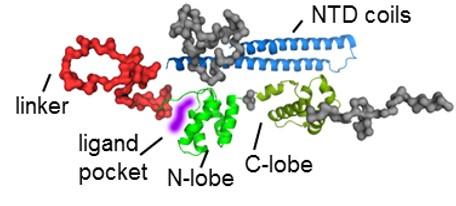 Molecular Control of Synaptic Plasticity | Synaptic Plasticity Research ...