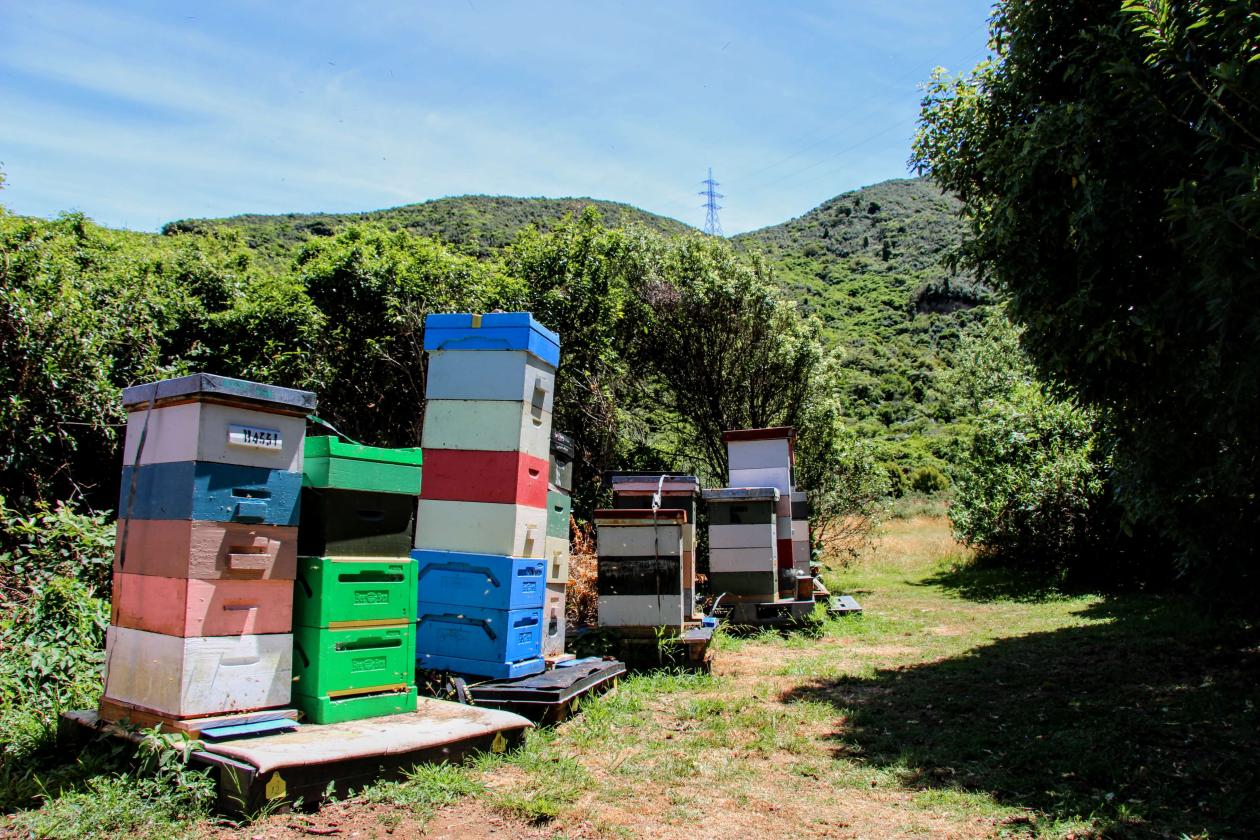 Changing seasons for New Zealand beekepers | CALENDARS Project | UiB