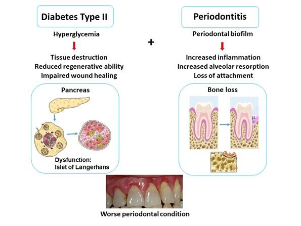 Periodontal Research | Craniofacial Development, Oral Infections and ...