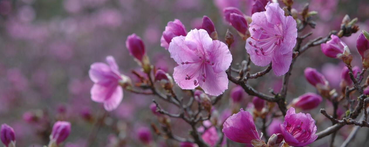 Stiftelsen Det norske arboret | Universitetet i Bergen