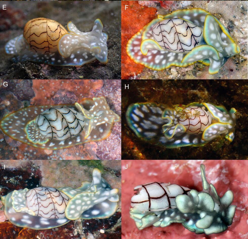 New species of flamboyant shelled sea slugs | Mollusca Research | UiB