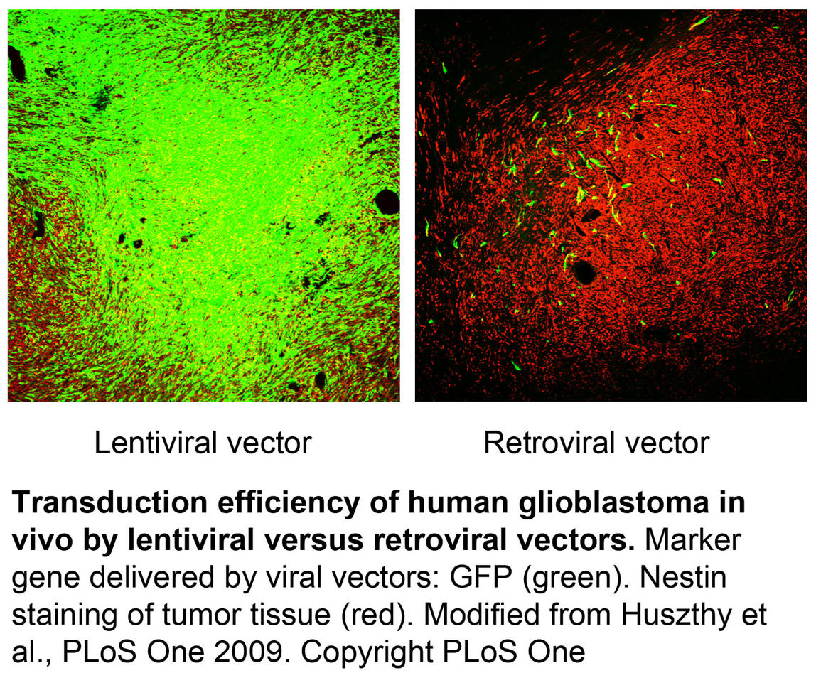 Gene Therapy | Miletic Lab | UiB
