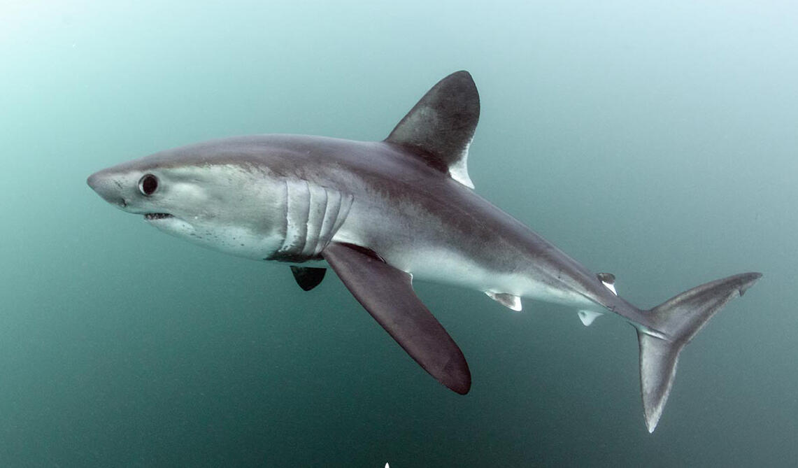 Sharks of Norway | University Museum of Bergen | UiB