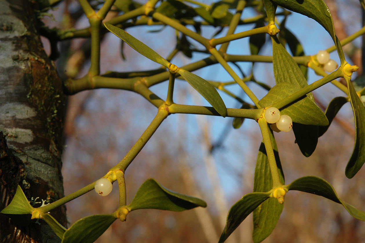 Misteltein | Universitetshagene | UiB