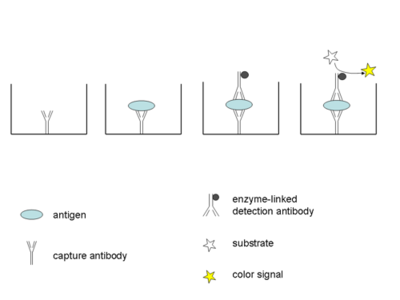 ELISA / Multiplex protein analyses | Cardiovascular Research | UiB
