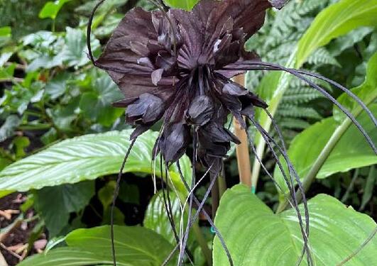 Department of Natural History | University of Bergen