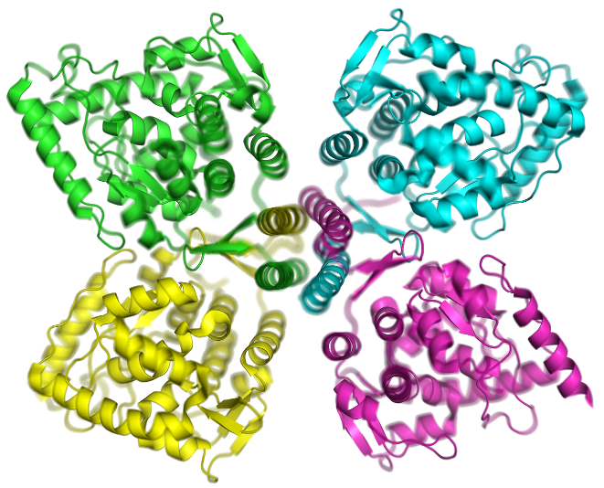 Tyrosine hydroxylase | Martinez lab | UiB