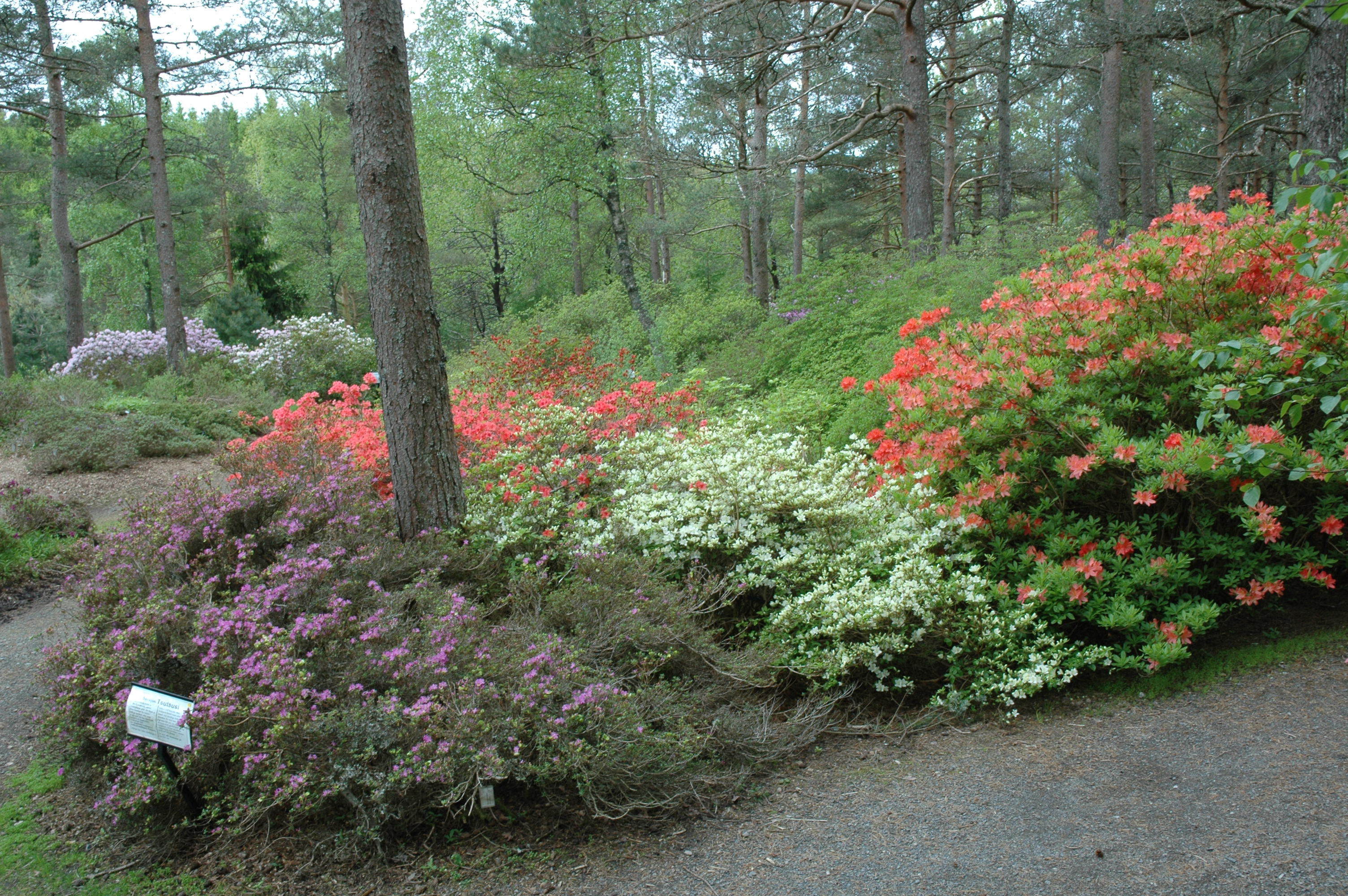 The Rhododendron species collection | The University Gardens | UiB