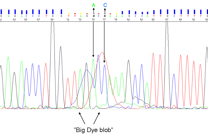 What is a BigDye blob? | The sequencing facility | UiB