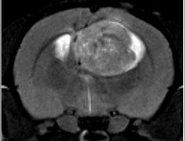 Course in Small Animal MRI | Molecular Imaging Center (MIC) | UiB