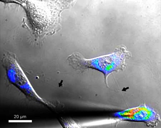 Cellular dynamics and -communication | University of Bergen
