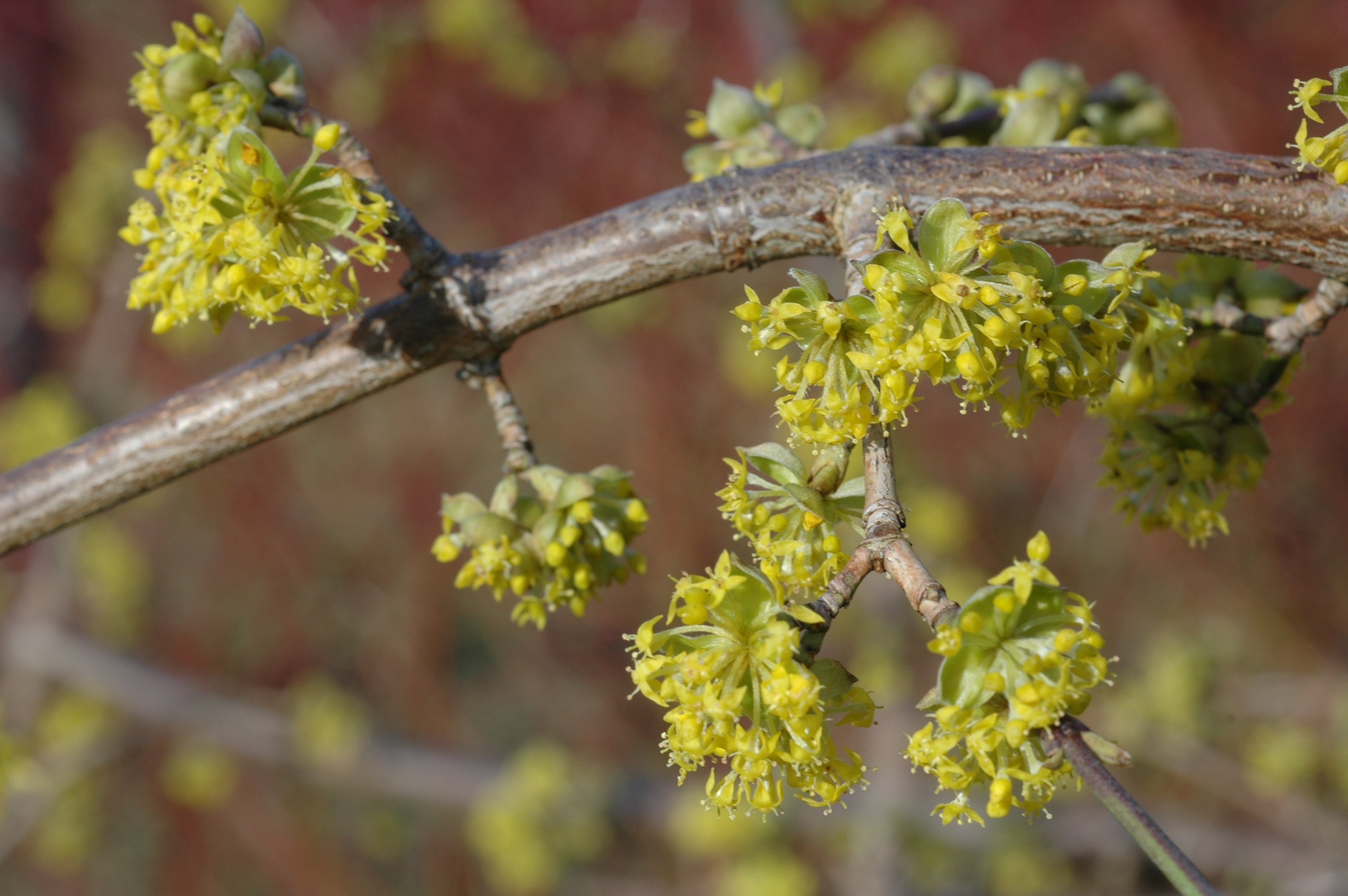 Kornell (Cornus) | Universitetshagene | Universitetet i Bergen