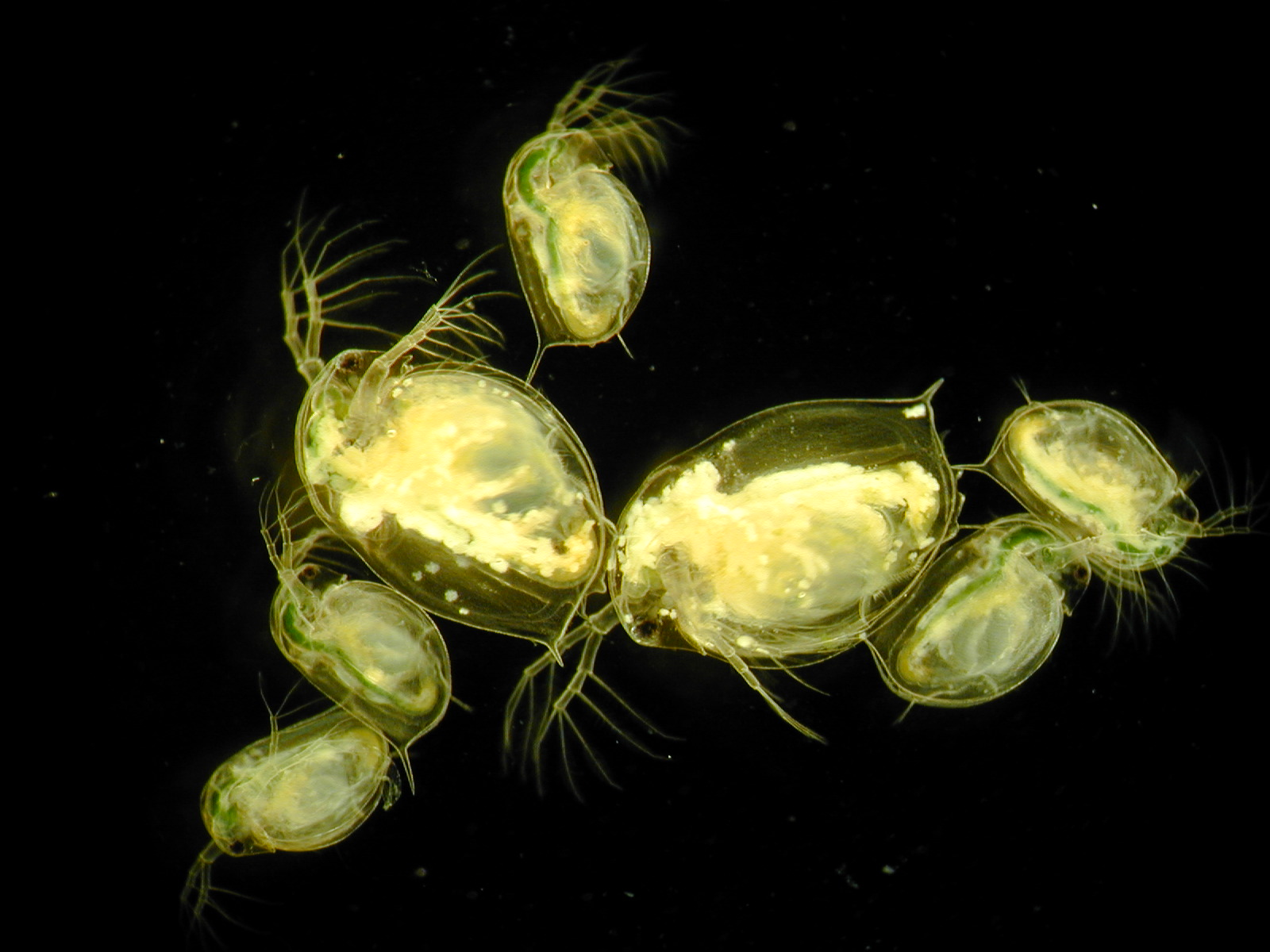 Evolution of Daphnia in the wild and in the lab | University of Bergen