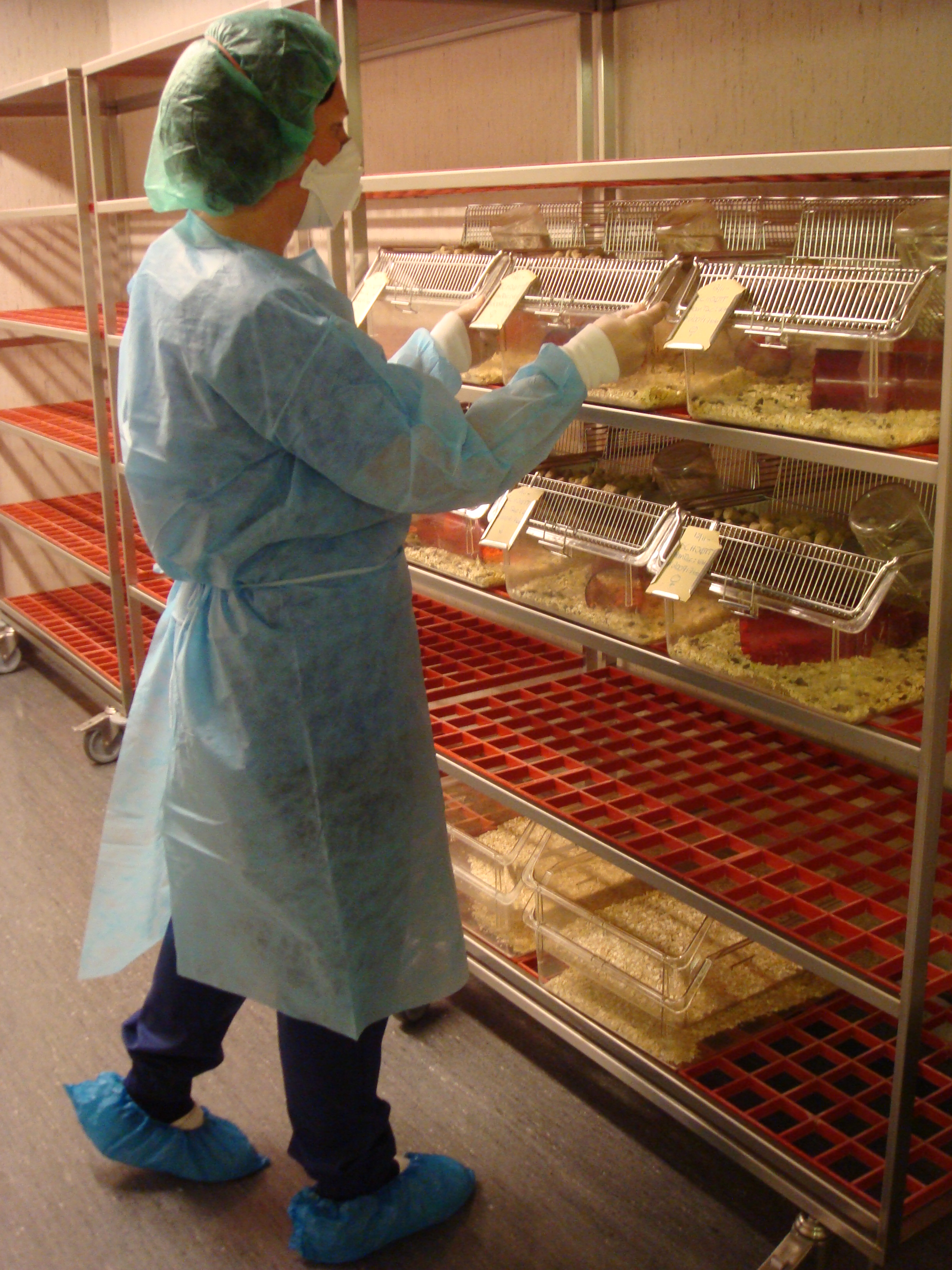 Allergy to laboratory animals | The Laboratory Animal Facility | UiB