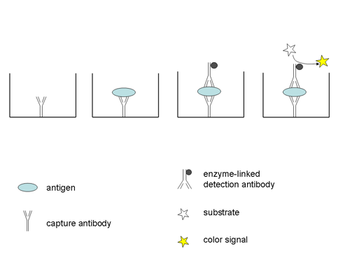 ELISA / Multiplex protein analyses | Cardiovascular Research | UiB