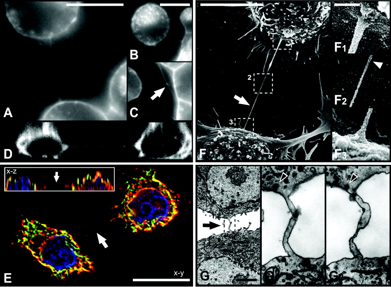 Cellular dynamics and communication lab | Cellular dynamics and ...