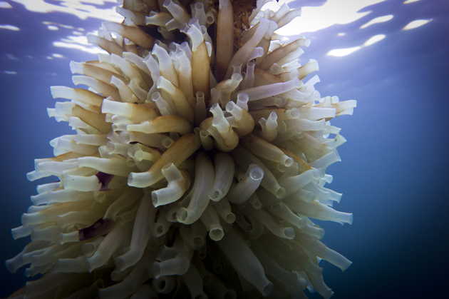 Tunicol - a project with unbelievably good results! | Marine ...