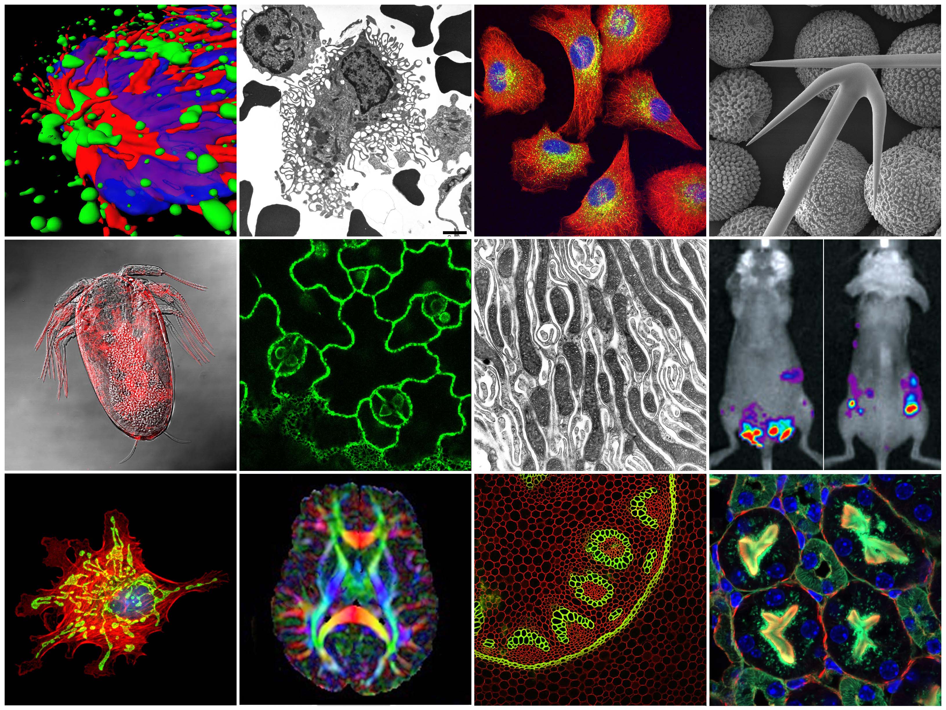 | Vertebrate Evolution & Development Research Group | UiB