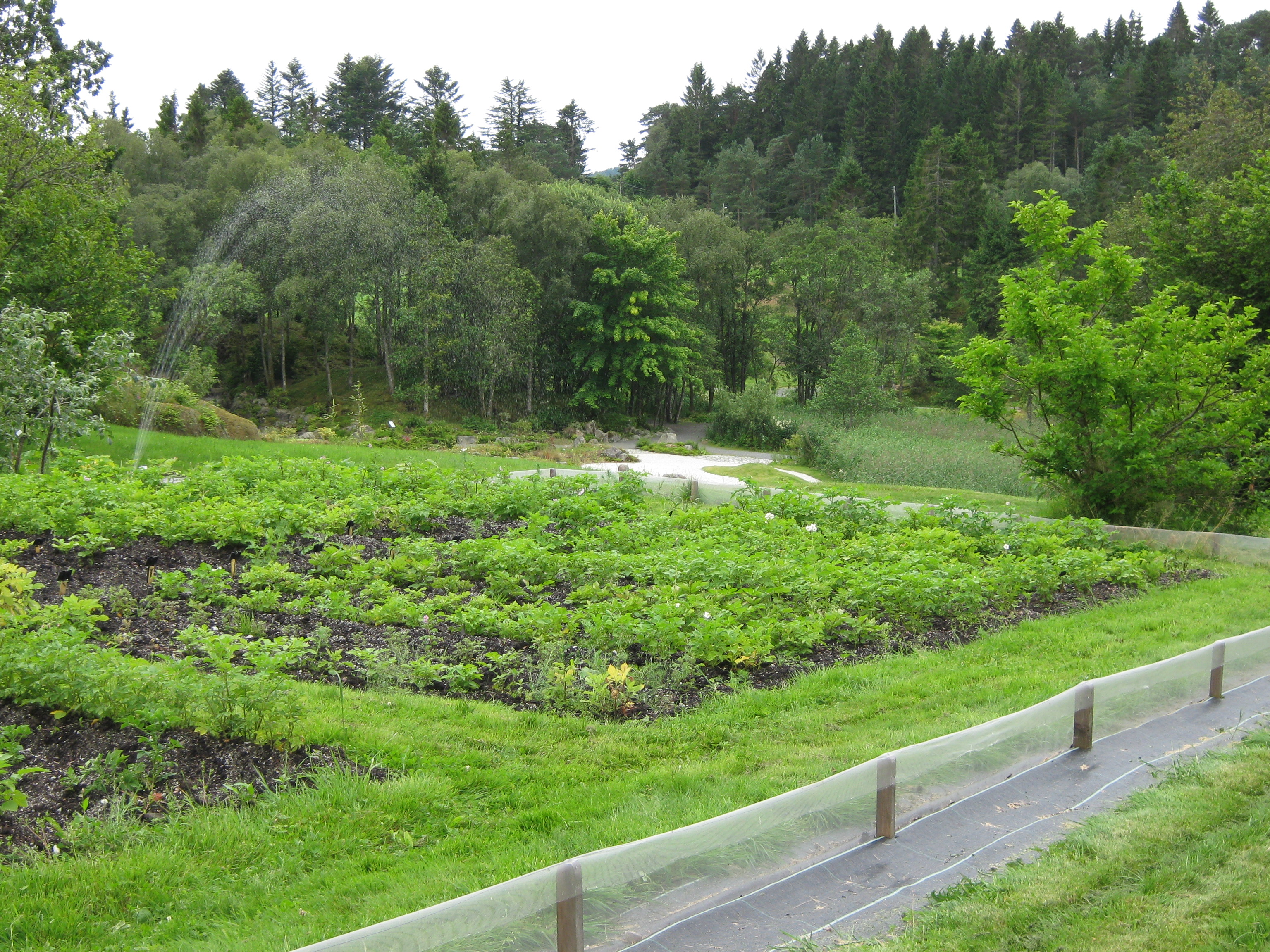 Economic Plants in Botanical Garden – a multicultural rendez-vous | The ...