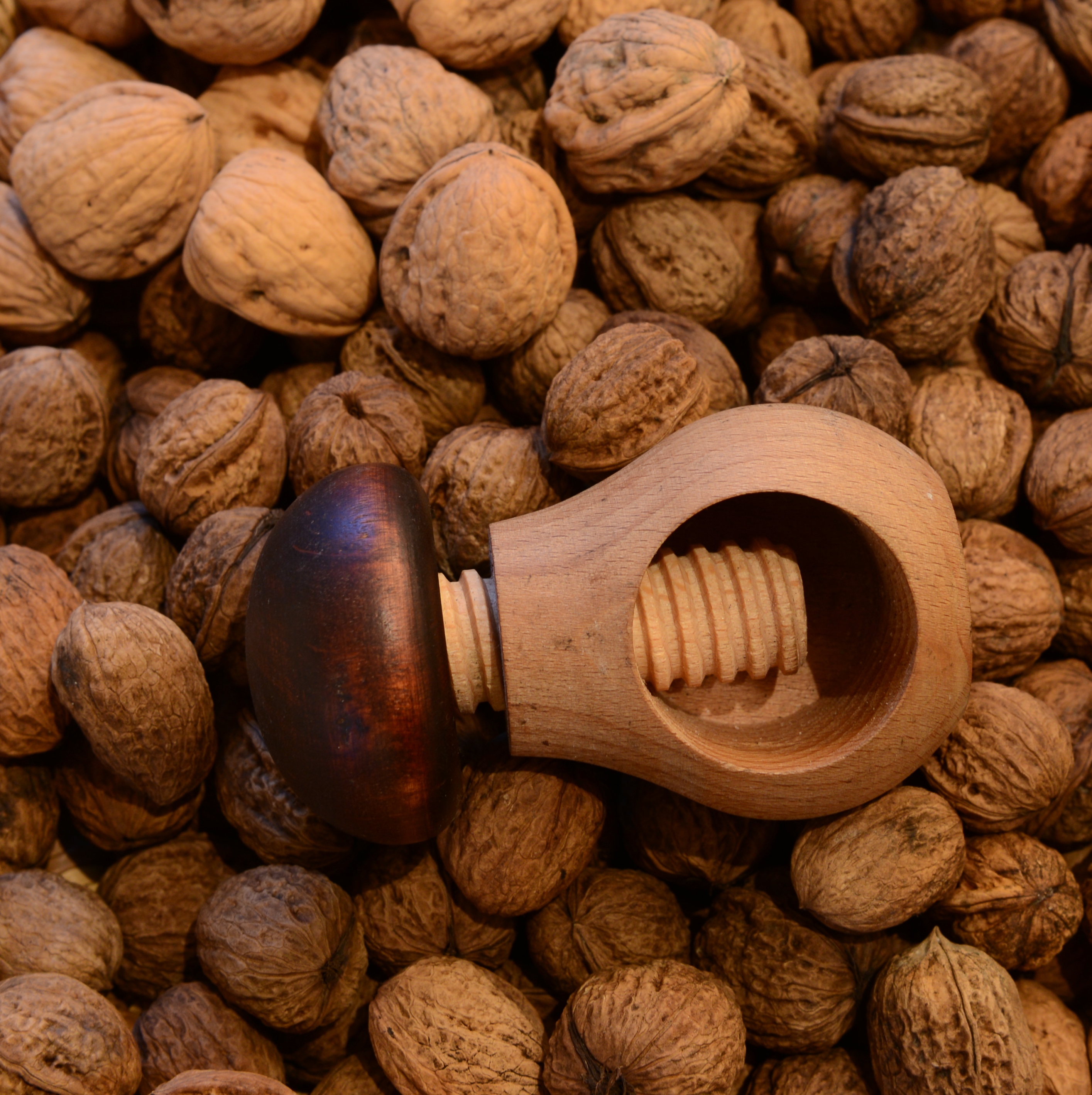 Valnøtt | Universitetshagene | UiB