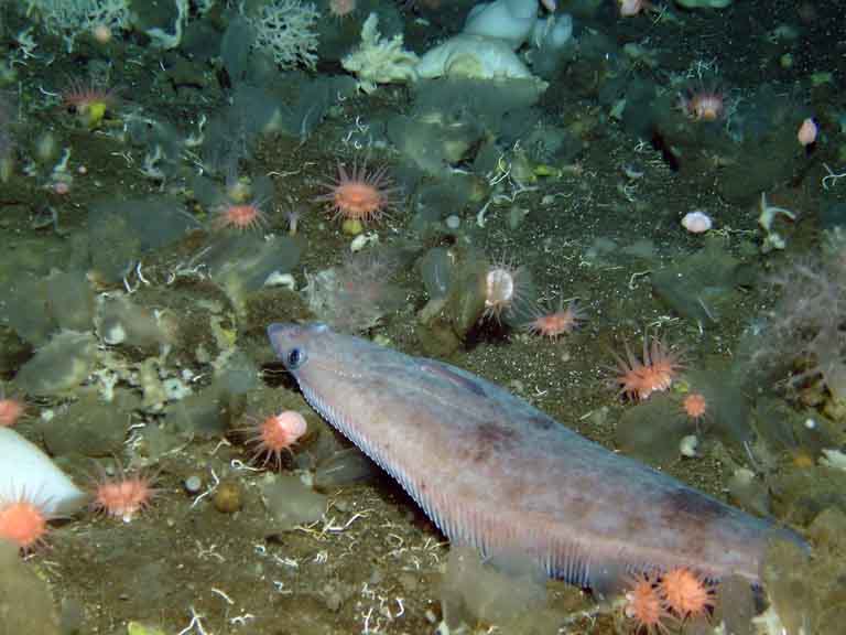 Kveita er ein katt | Aktuelt | UiB