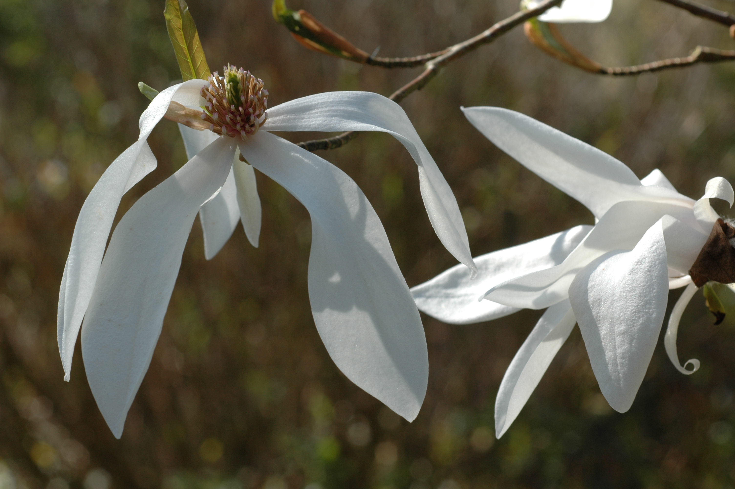 Magnoliaceae (the tulip tree family) | The University Gardens | UiB