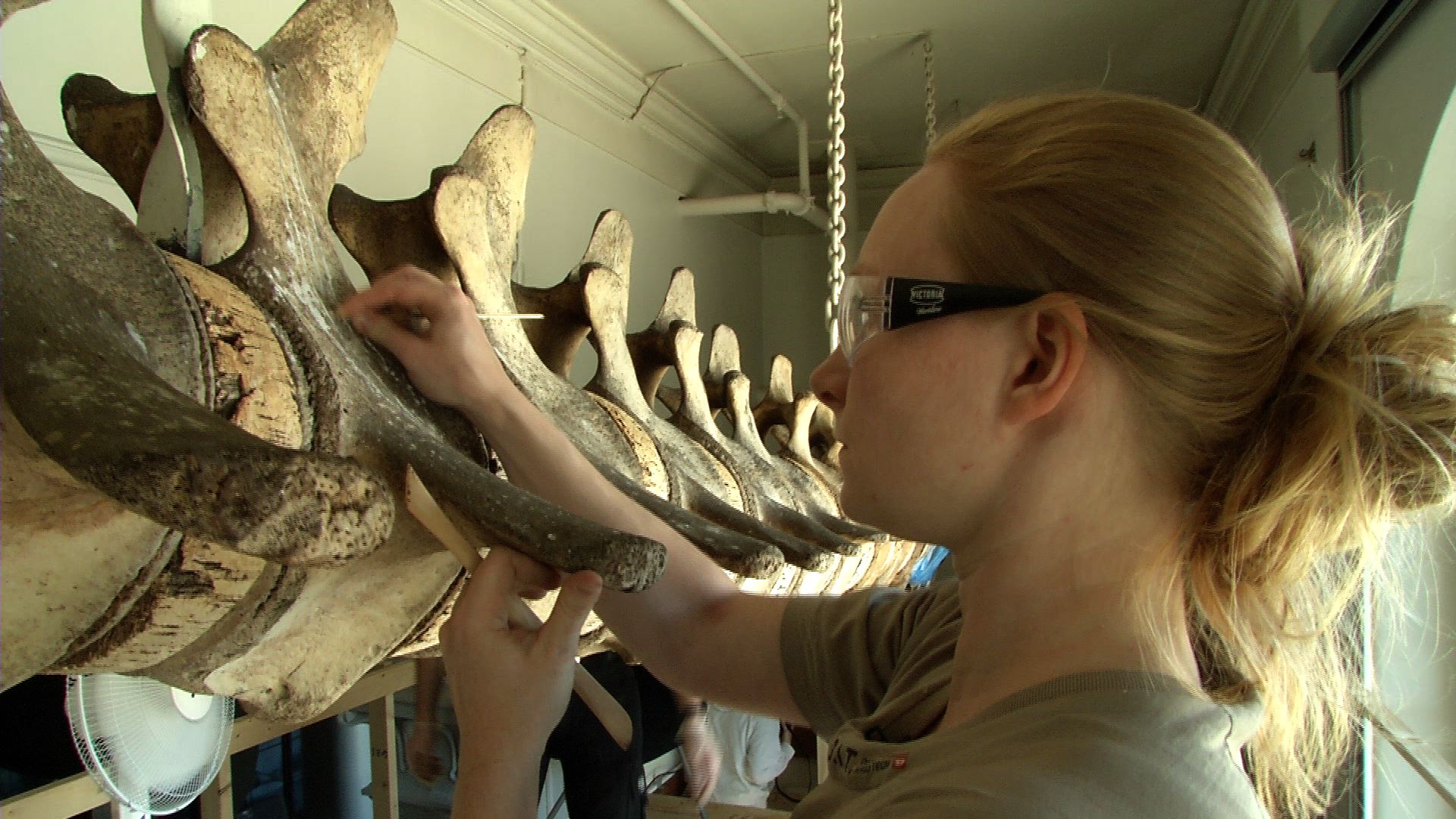 Whale washing | News | UiB